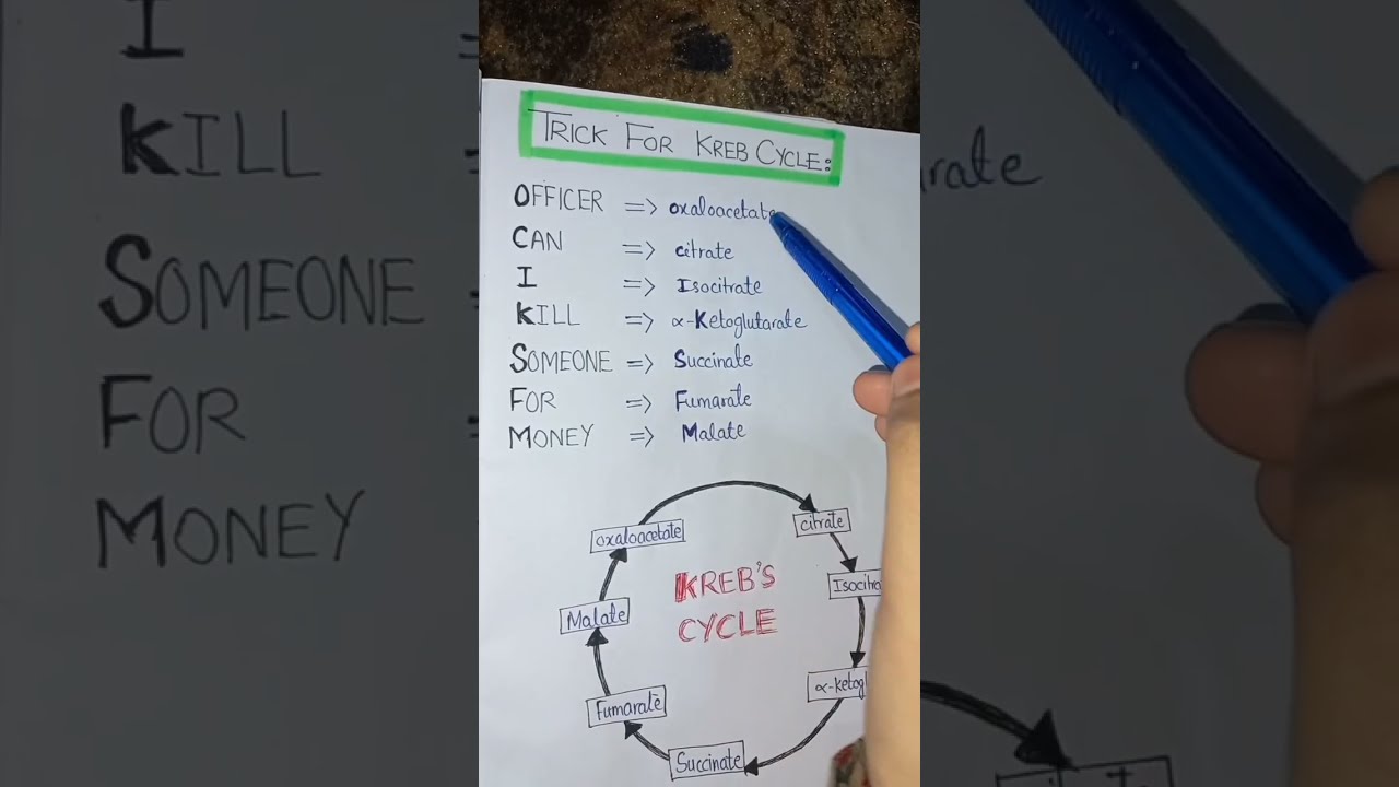 Citric Acid Cycle Secrets 7 True Statements To Ace Your Test