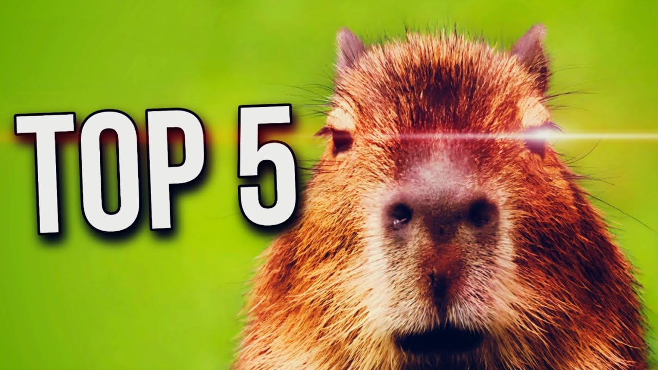 Top 5 Capybaras ёяшв 1 The Comedy Corner Youtube