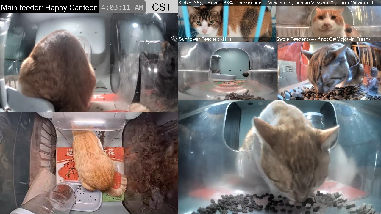 Happy Canteen Restream Hello Street Cat Youtube