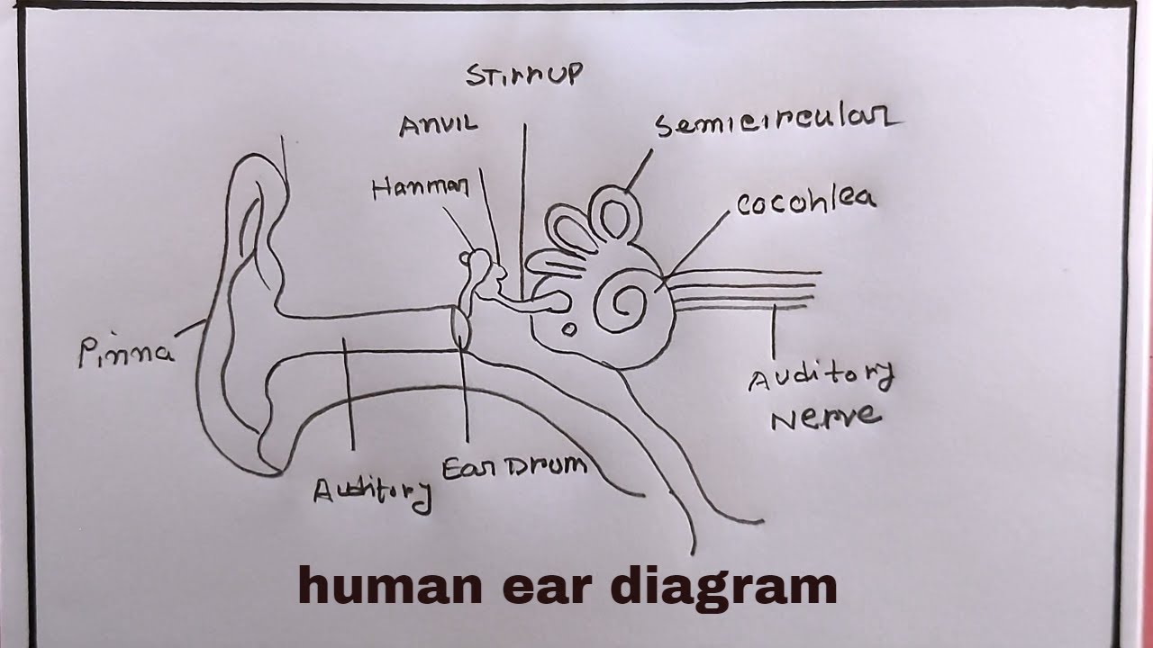 Ear Diagrams For Kids