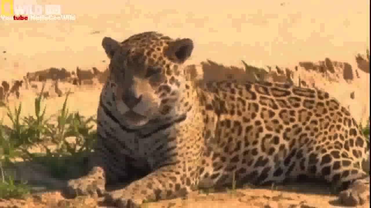Animal Planet Wild Amazon Documentary