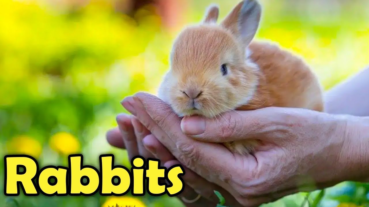 Beginner S Guide To Care For A Pet Rabbit Housepetscare
