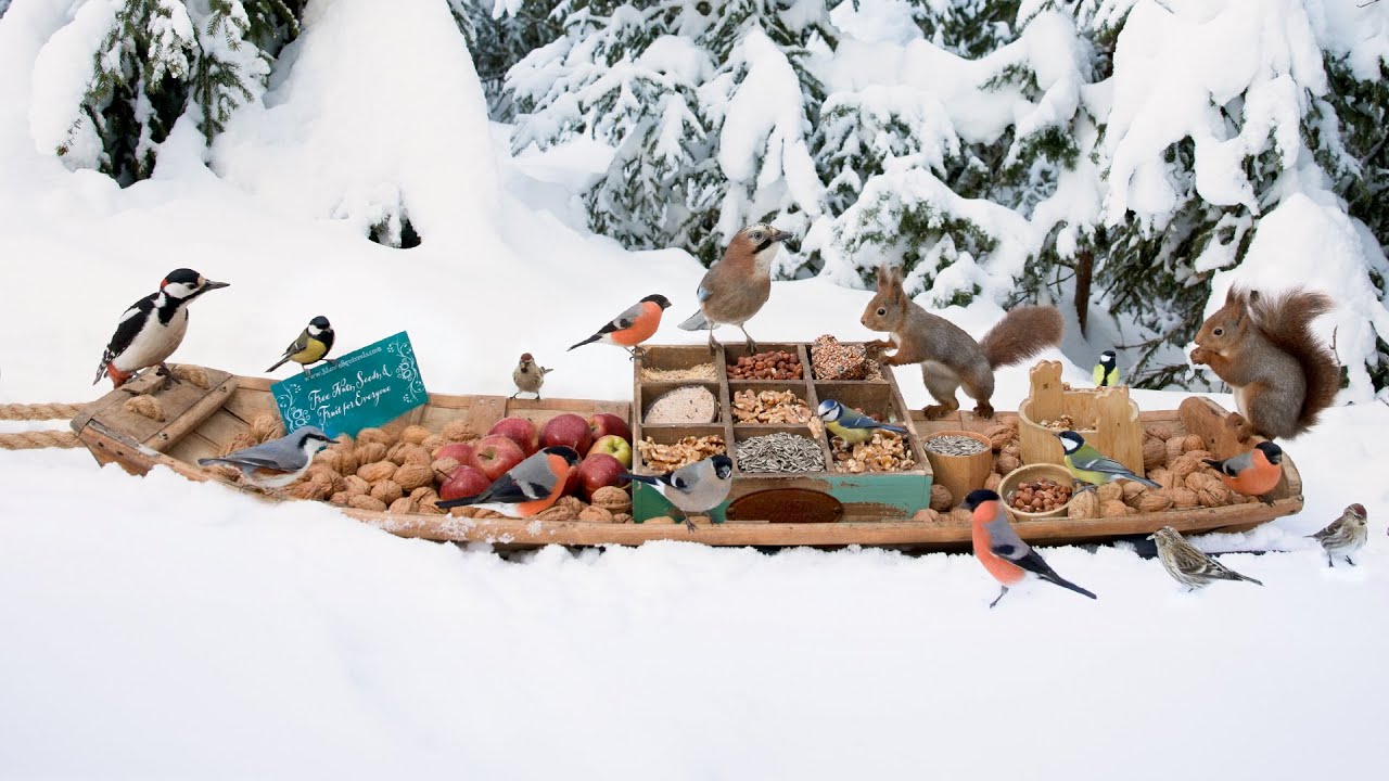 The Traveling Bird Feeder Winter Wonderland Relax With Squirrels