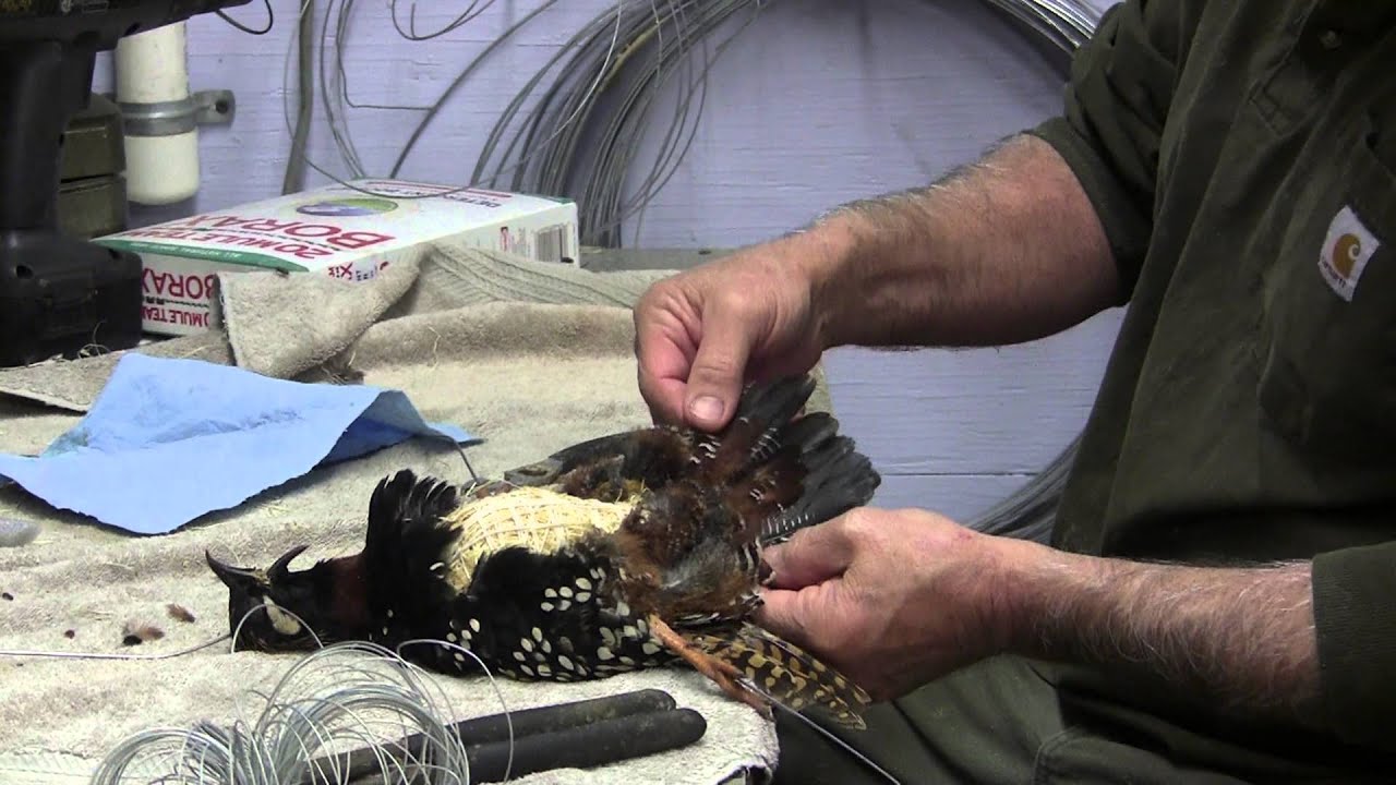 Testa Tuesday Tips Bird Mounting Part 2 Youtube