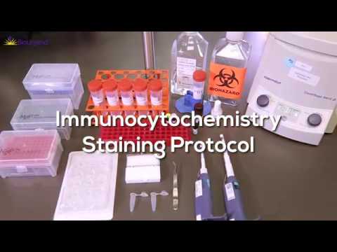 Immunocytochemistry Protocol Step By Step Youtube