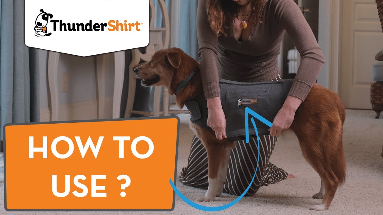Thundershirt For Dogs How To Put On Youtube
