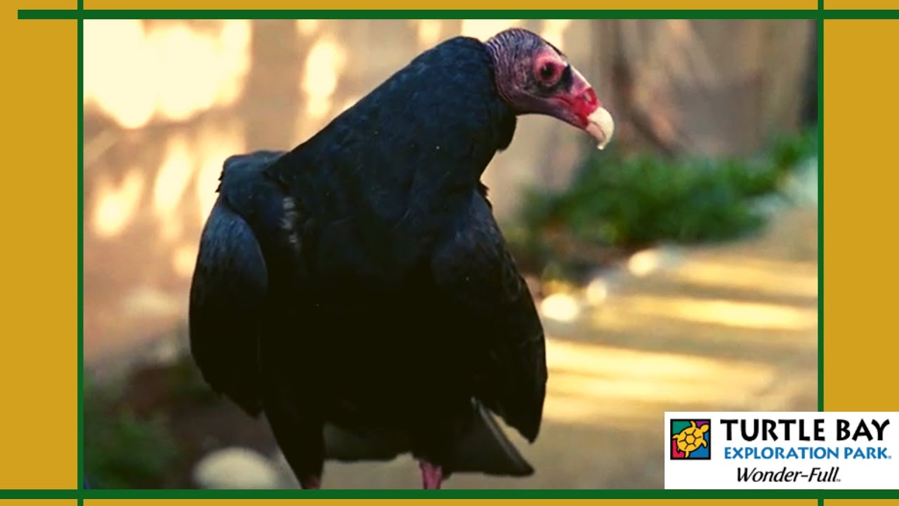 Meet Buzz The Turkey Vulture Turtle Bay Tuesday With Mike Krueger