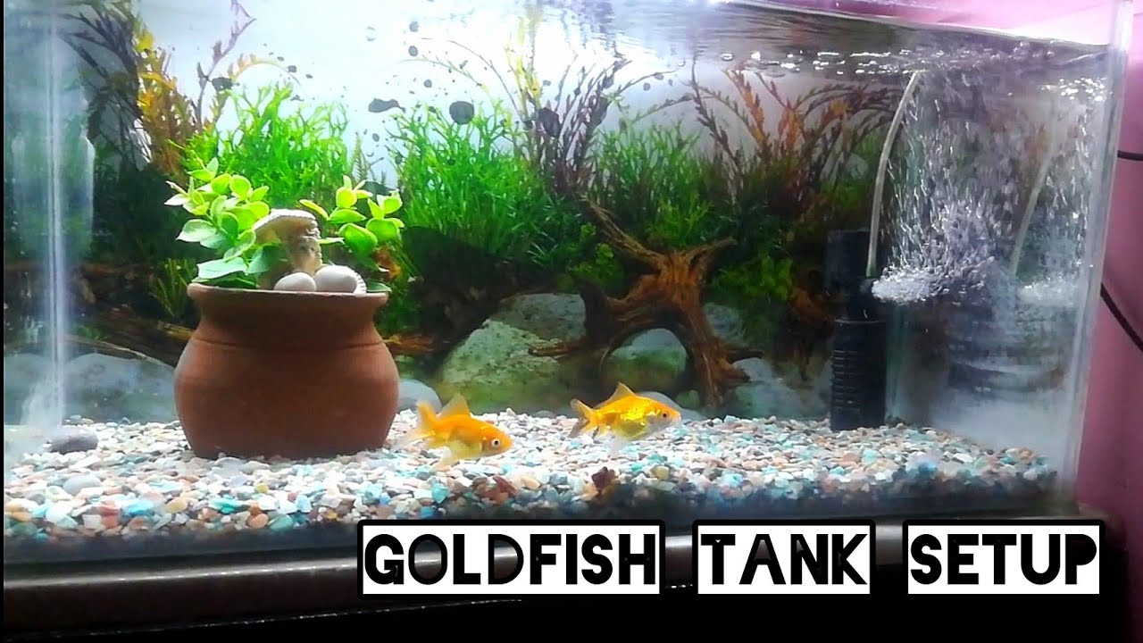 Goldfish Breeding Tank Setup At Geraldo Owens Blog