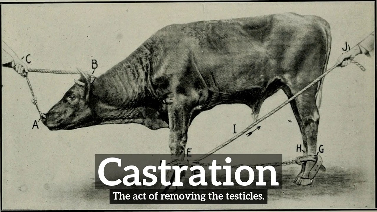 Castration Castration Co Male Castration In History Hemmp