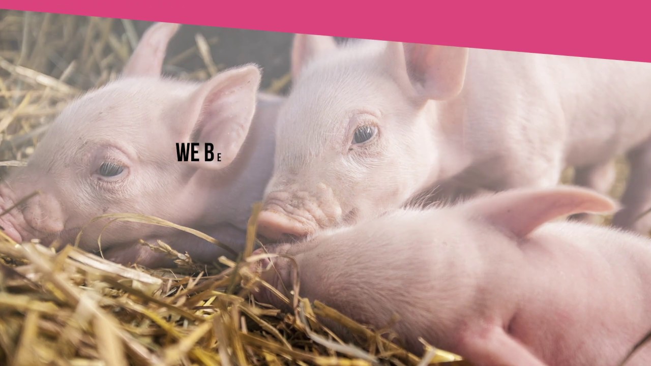 Smartguard By Swinetech Youtube