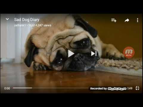 Reacting To Sad Dog Diary Youtube