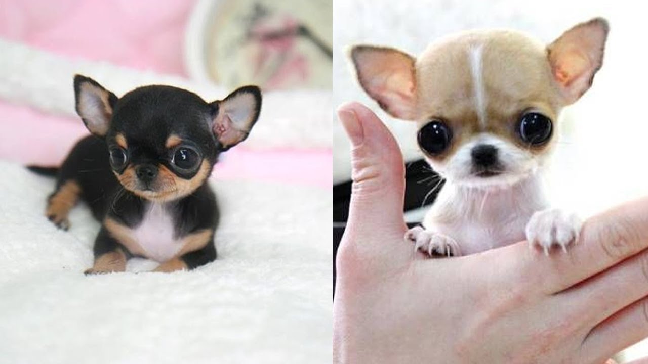 Most Adorable Teacup Chihuahua Compilation Video Ever Youtube