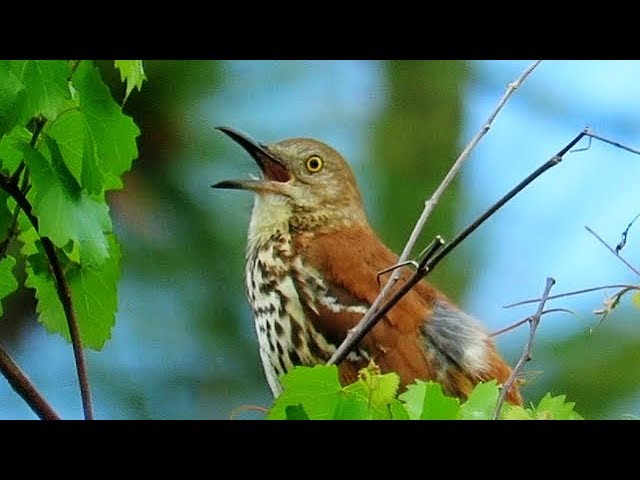 Brown Birds Singing Singing Bird Pictures Download Free Images On