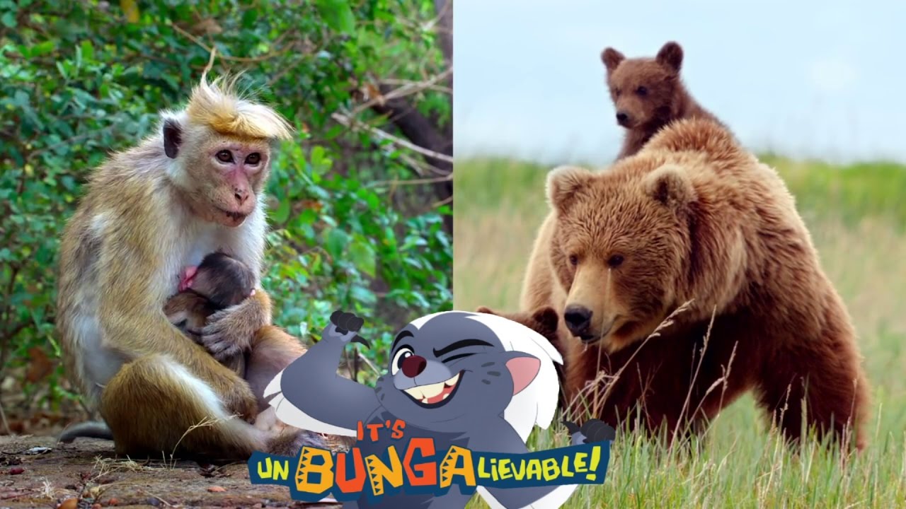 Who S The Better Babysitter It S Unbungalievable The Lion Guard Short