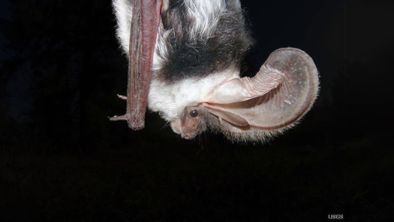 Monitoring Bats With Odfw Youtube