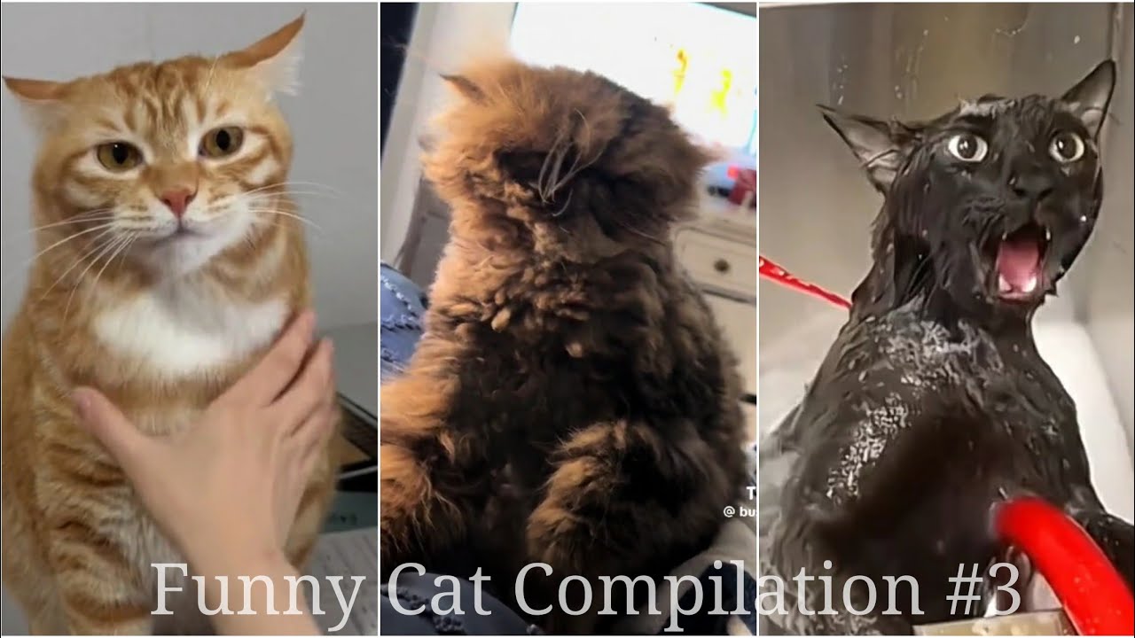 Funniest Cats Compilation 2024 3 Youtube