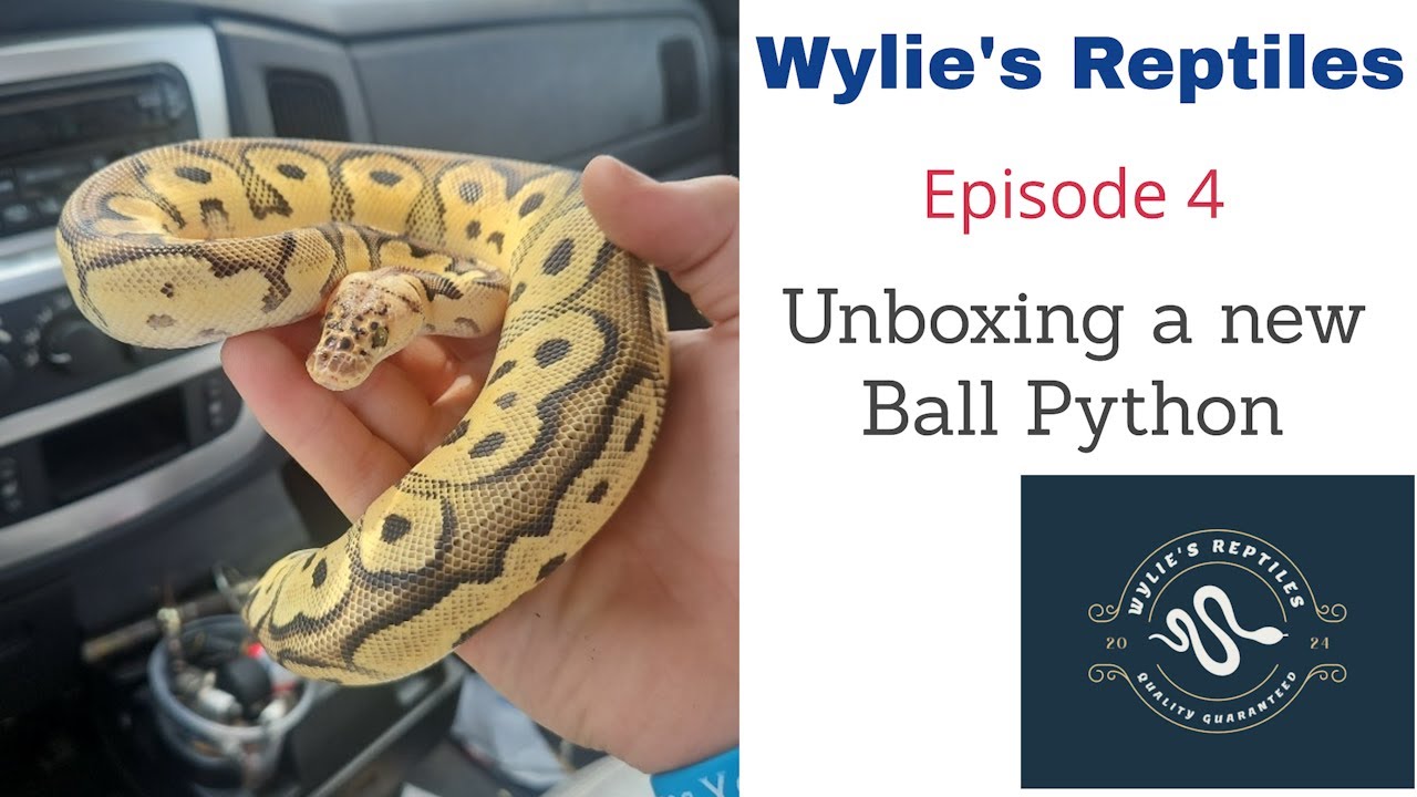 Wylie S Reptiles Episode Four Unboxing A New Ball Python Youtube