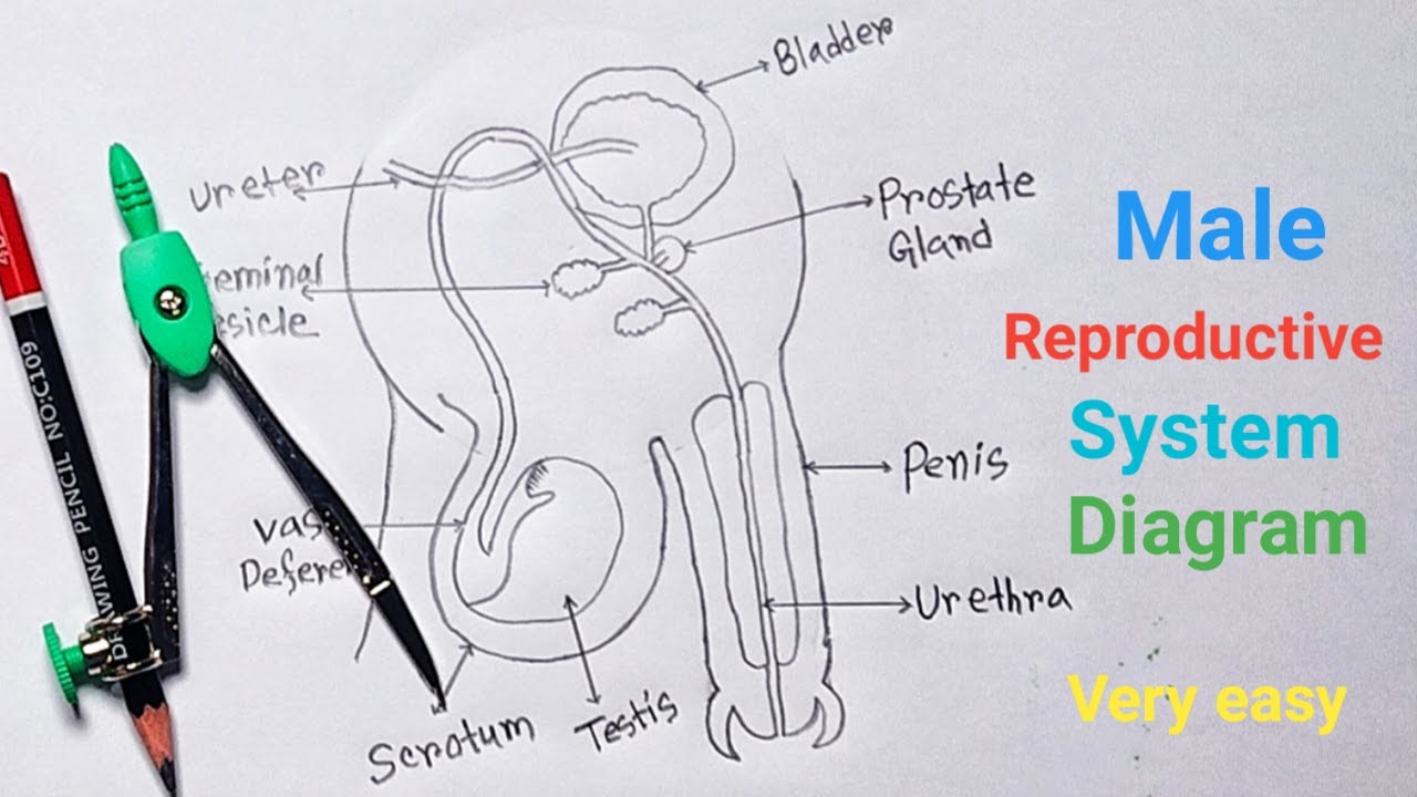 Male Reproductive Organs Diagram For Kids The Male Reproductive System