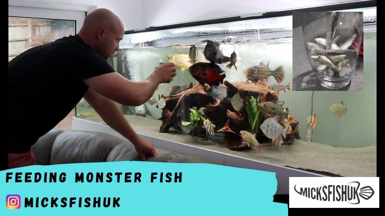 Feeding Monster Fish Youtube