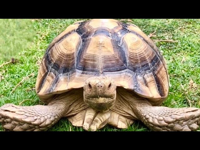 Sulcata Tortoise Shell Care Tortoises Care Guide Winter Park