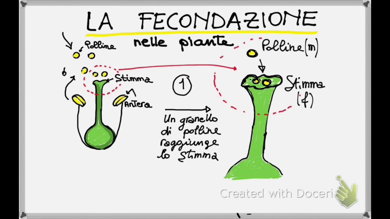 La Fecondazione Nelle Piante Visual Map Youtube