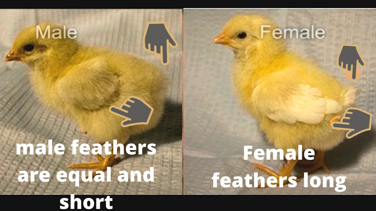 Male And Female Chick Difference At William Woodard Blog