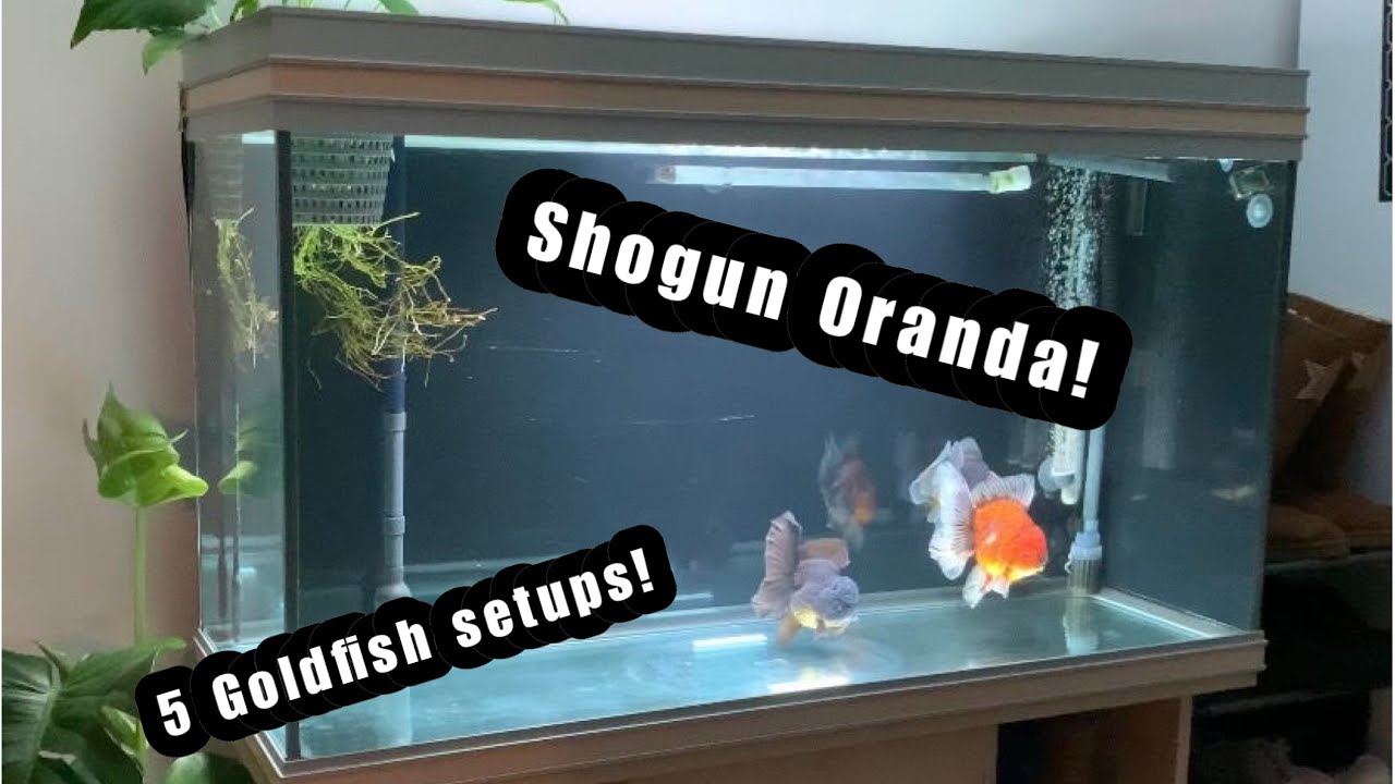 Goldfish Breeding Tank Setup At Geraldo Owens Blog