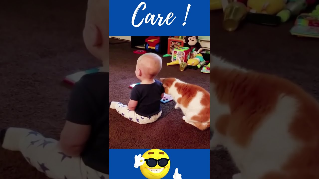 Caring Cat Aww Housepetscare