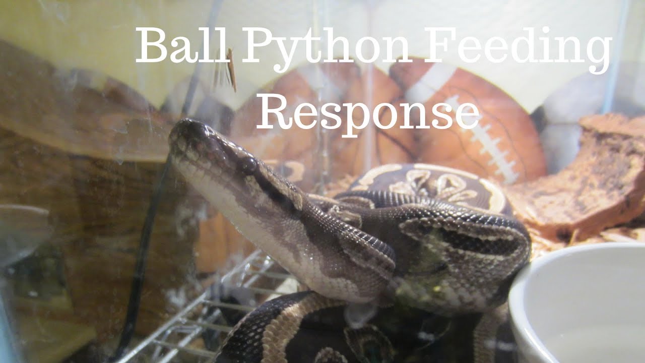 Ball Python Food Response In A Tank Benjamin S Exotics Youtube
