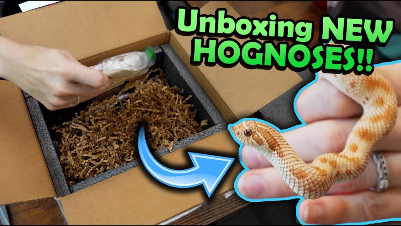 Unboxing New Hognose Snakes New Morph Projects Youtube