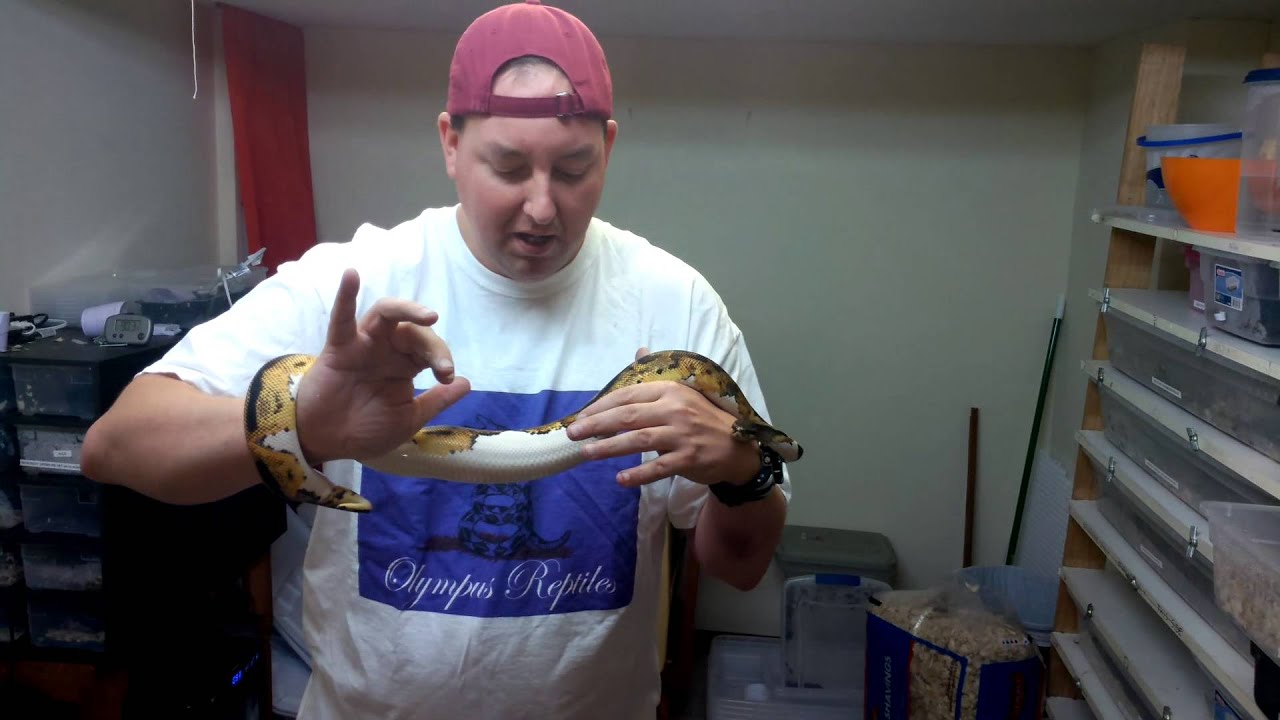 Olympus Reptiles Ball Python Morphs 4 Pied Youtube