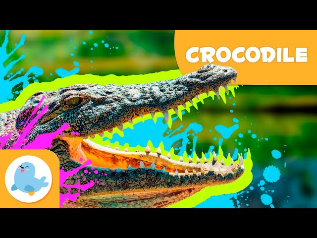 Crocodiles Animals For Kids Episode 14 Videos For Kids