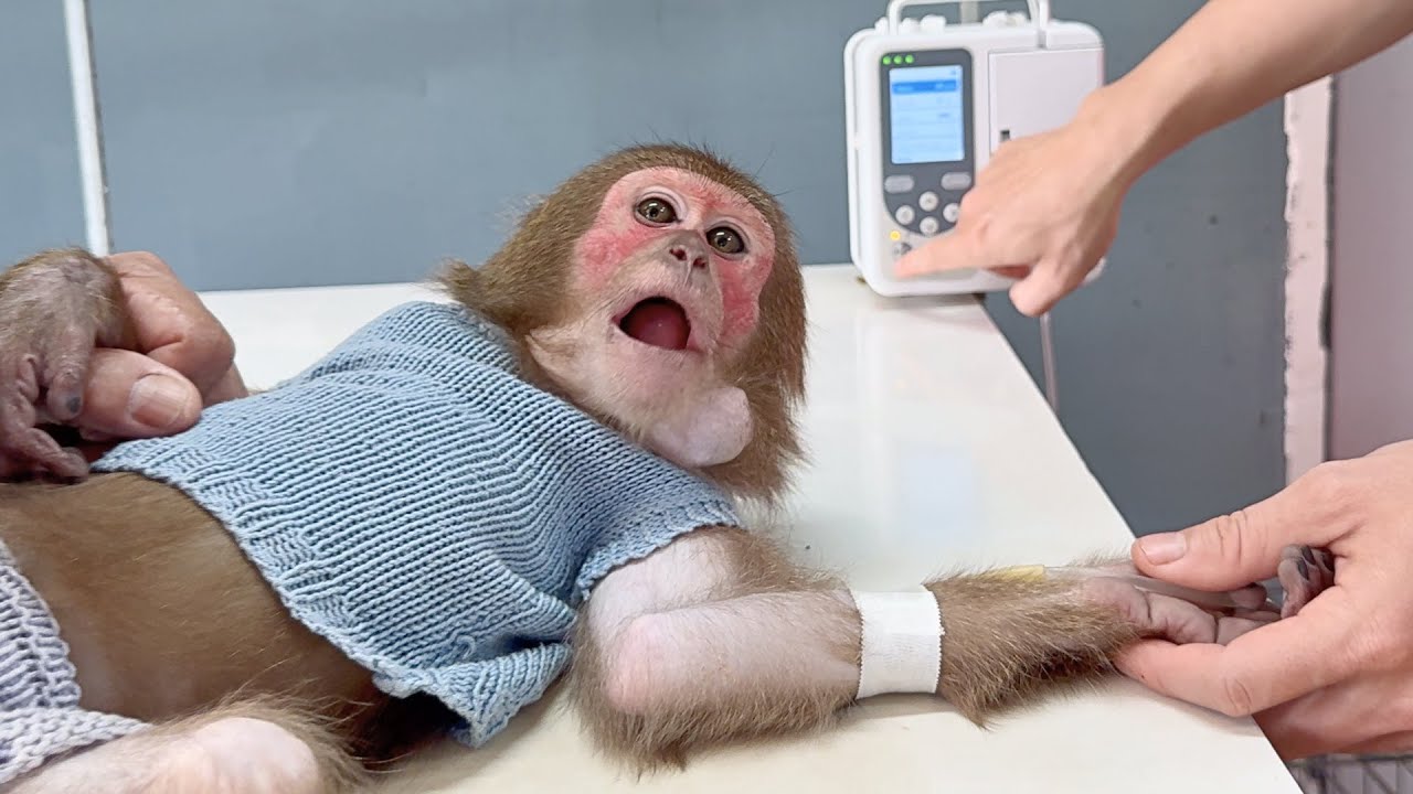 The Veterinary Gave Asher Intravenous Drip Youtube