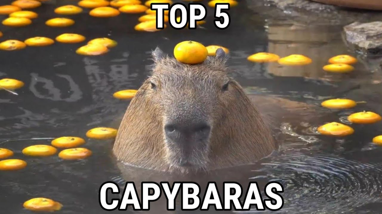 Top 5 Capybaras Youtube