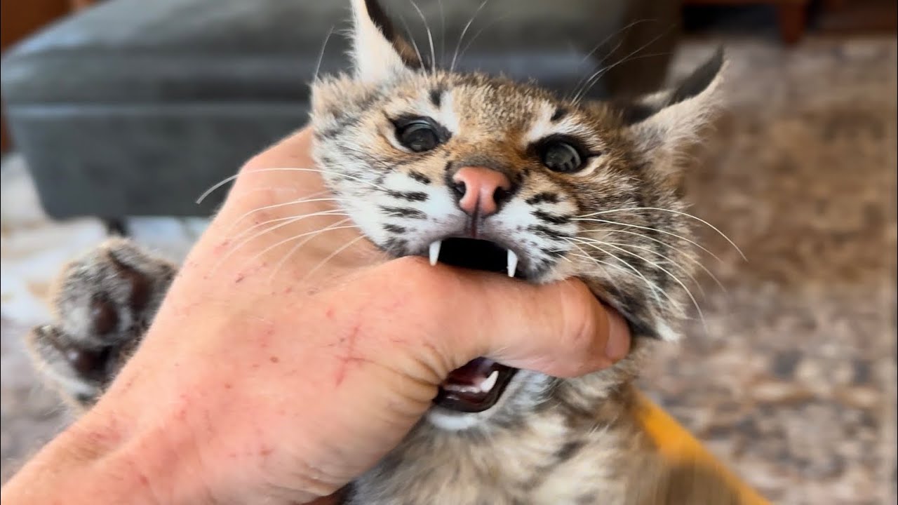 How To Survive A Bobcat Attack Youtube
