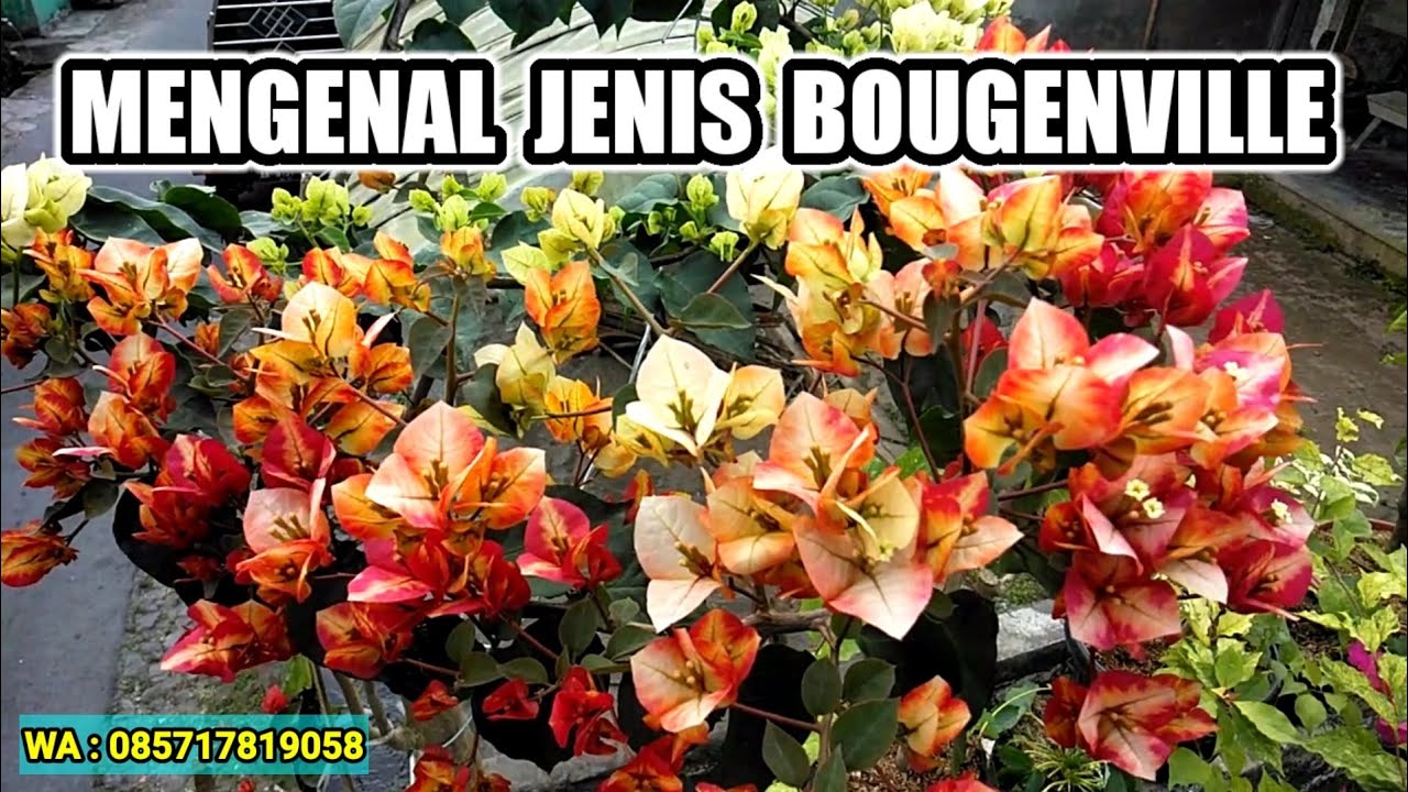 Mengenal Jenis Bougenville Import Dan Lokal Youtube