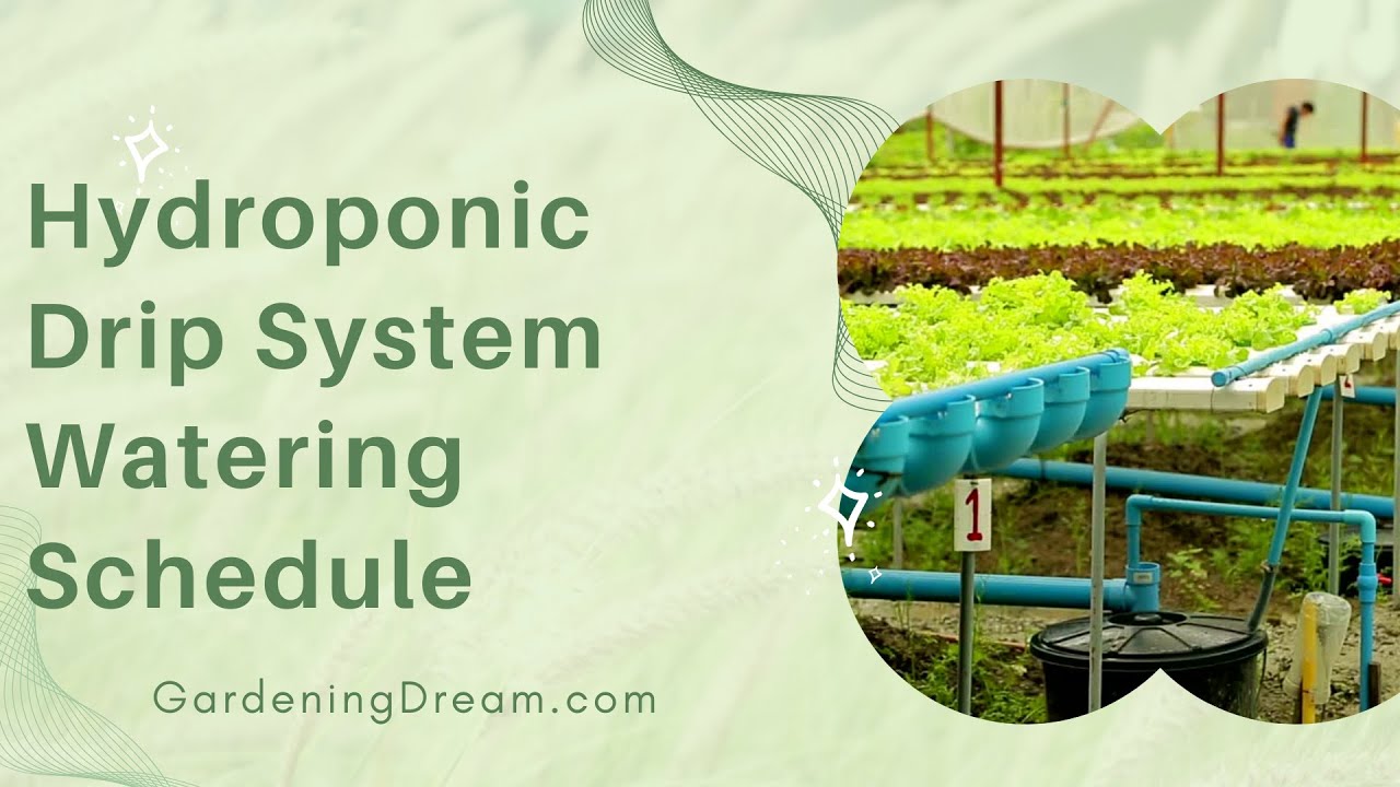 Hydroponic Drip System Watering Schedule Youtube