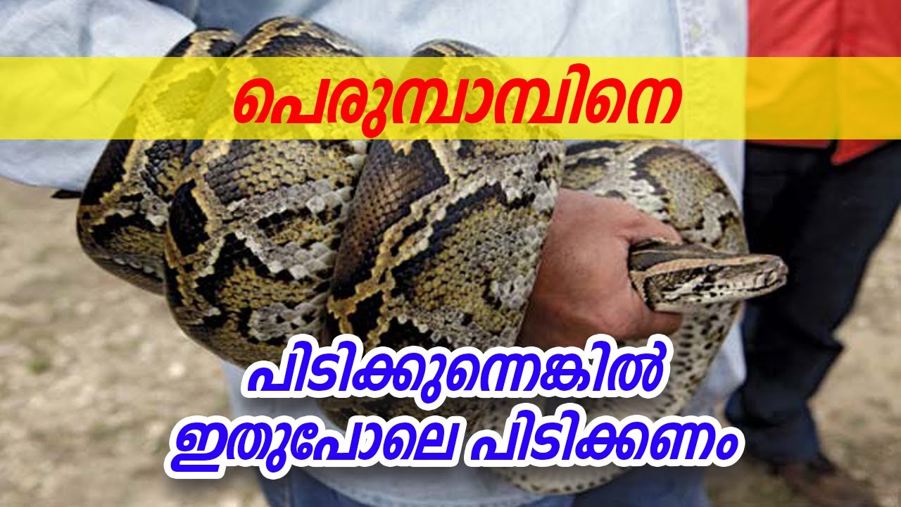 Non Venomous Snake Indian Python Rescue Youtube