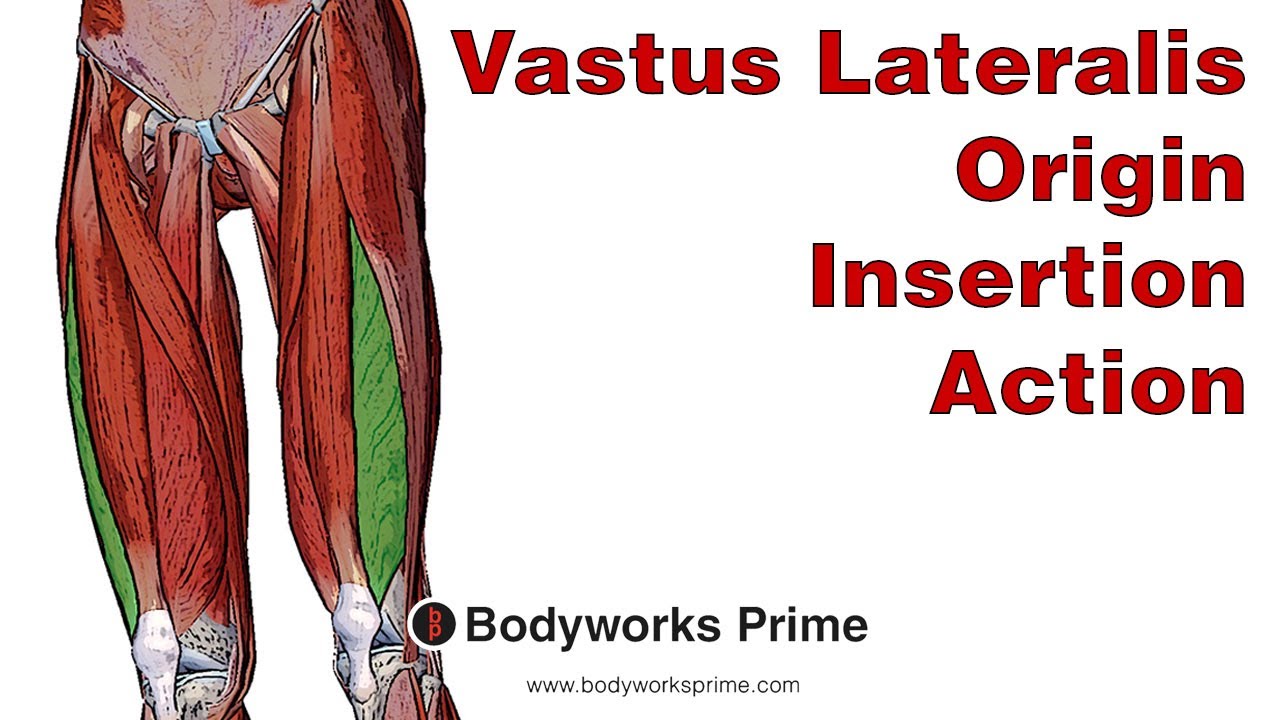 Vastus Lateralis Anatomy Origin Insertion Action Youtube