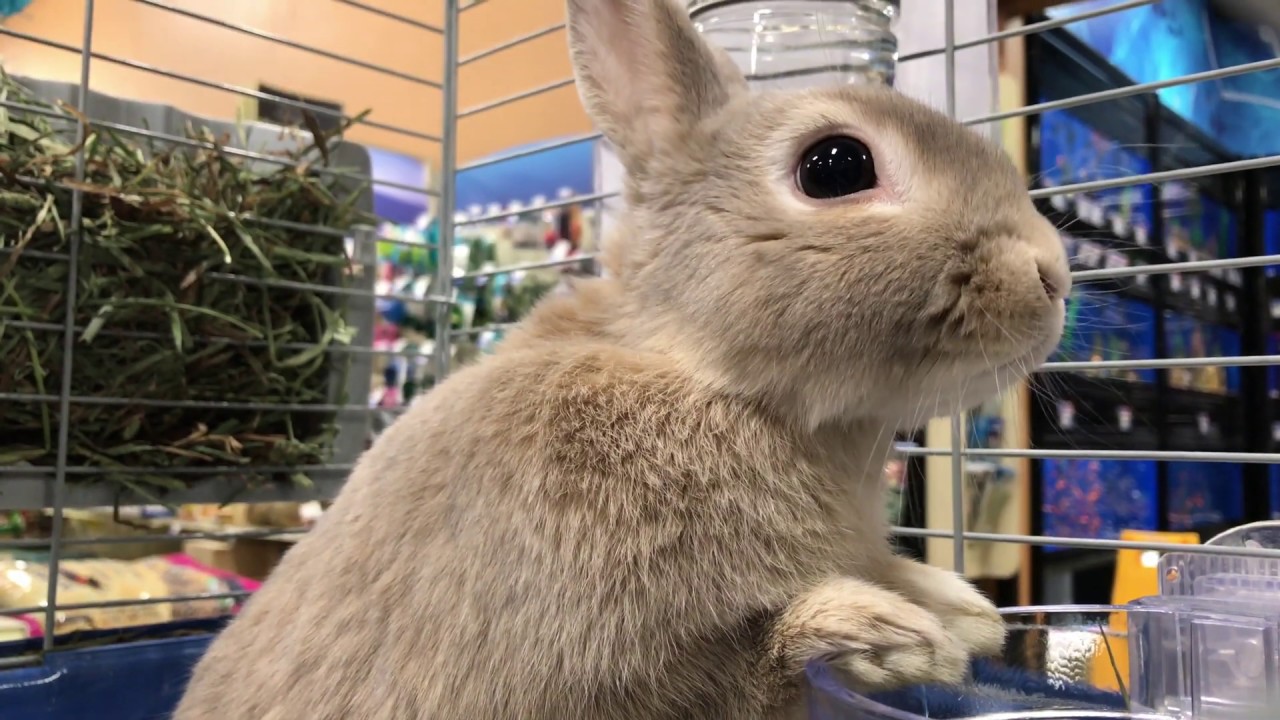Petsmart Animals Bunny