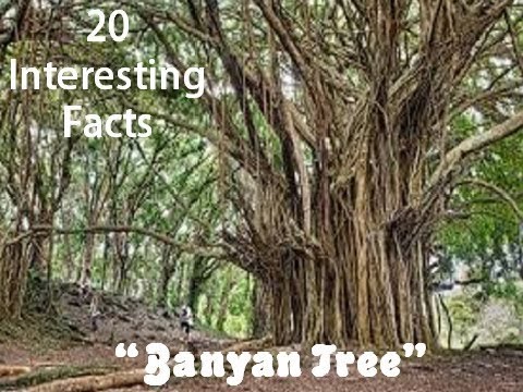20 Interesting Facts About Banyan Tree Youtube