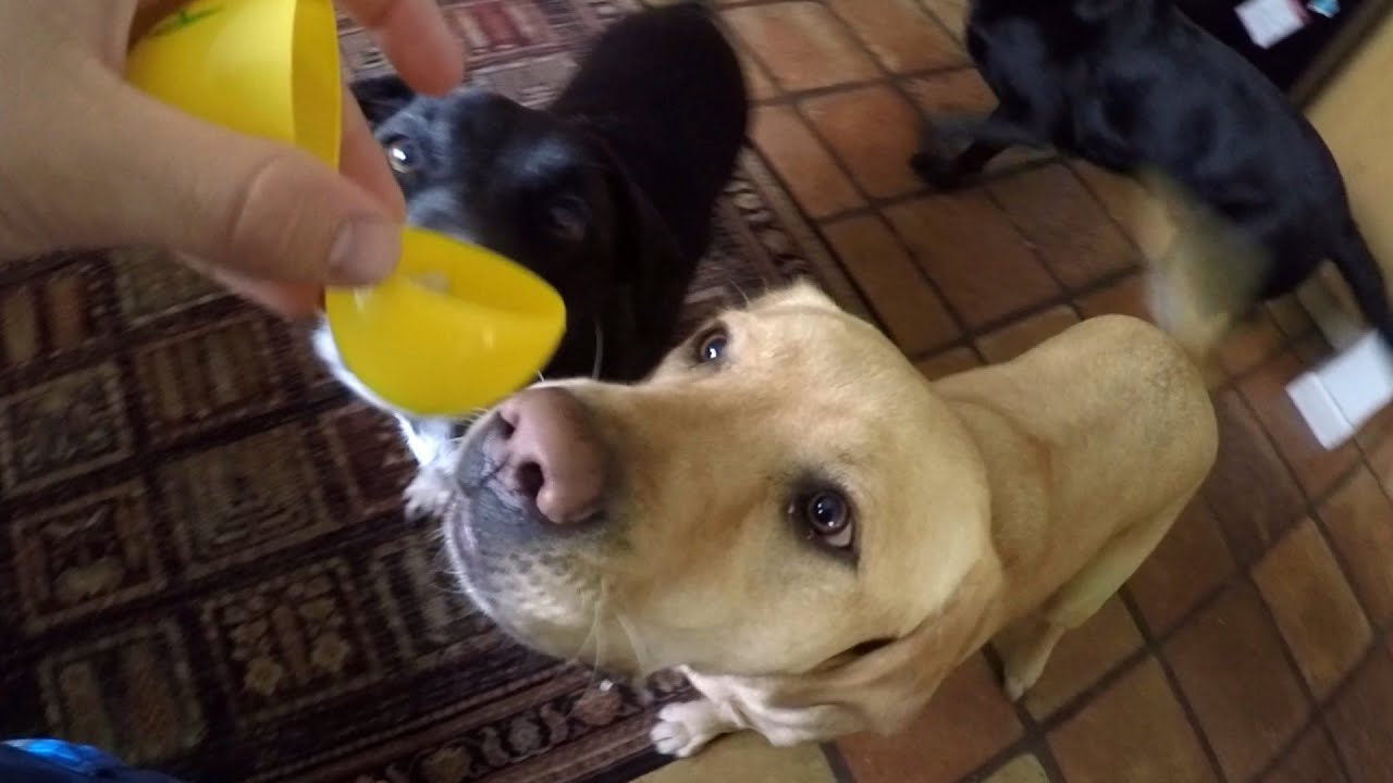 Dog Easter Egg Hunt Youtube
