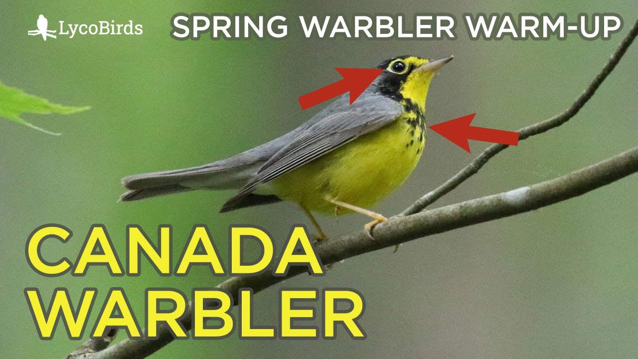 Canada Warbler Identification Spring Warbler Warm Up Youtube