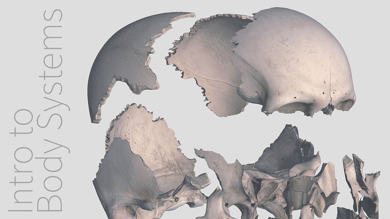 Introduction To The Skeletal System Animated Tutorial Complete