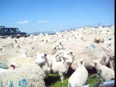 Sheep Youtube
