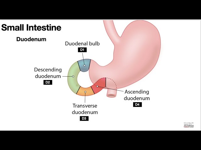 Duodenal Bulb Anatomy Duodenal Bulb And Mucosal Surface Of Duodenum