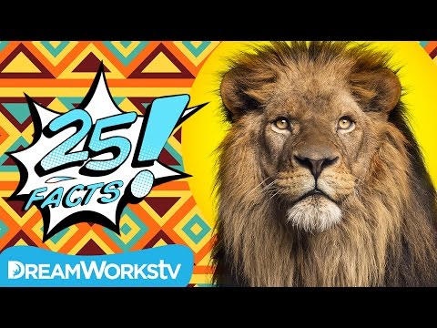 25 Fierce Facts About Lions 25 Facts Safe Videos For Kids