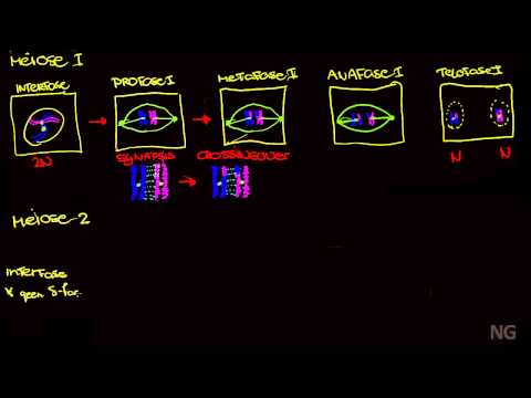 Celdeling En Ontwikkeling Meiose Videoplatform Scholieren