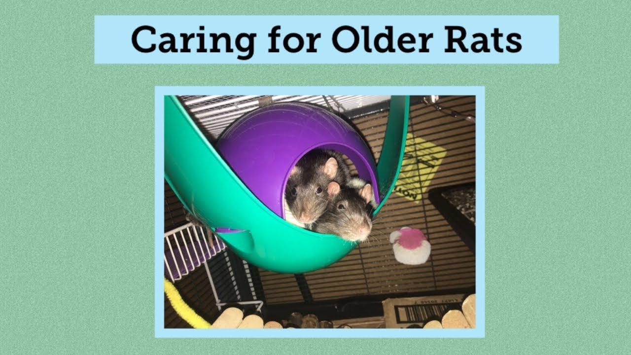 Caring For Older Elderly Rats Housepetscare