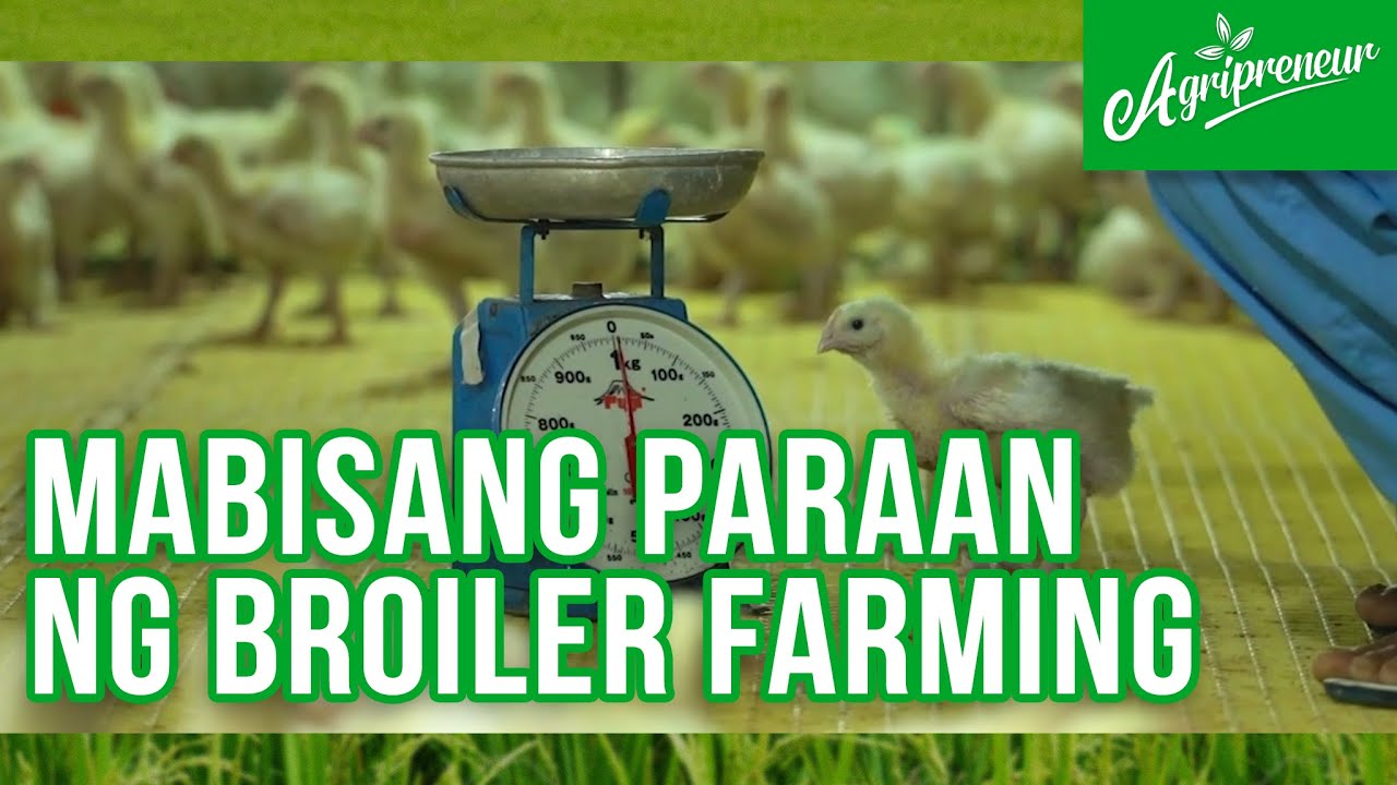 Matuto Sa Broiler Farm Management Youtube